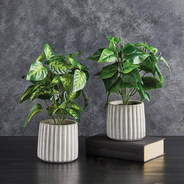 Plant In Cement Pot- Two Styles – Linen & Clove